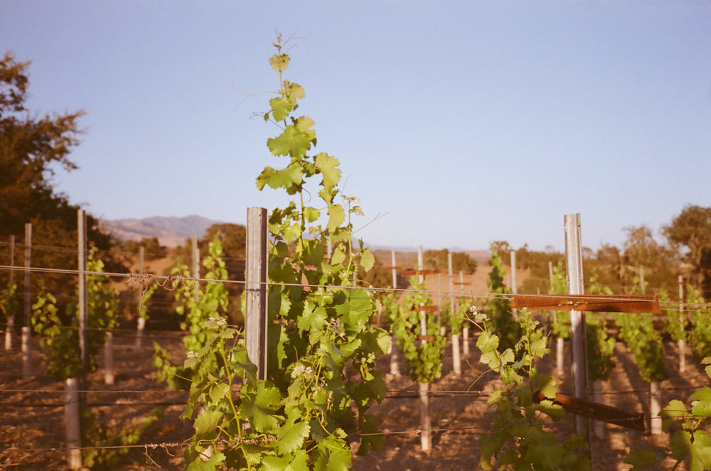 Mazette Wines